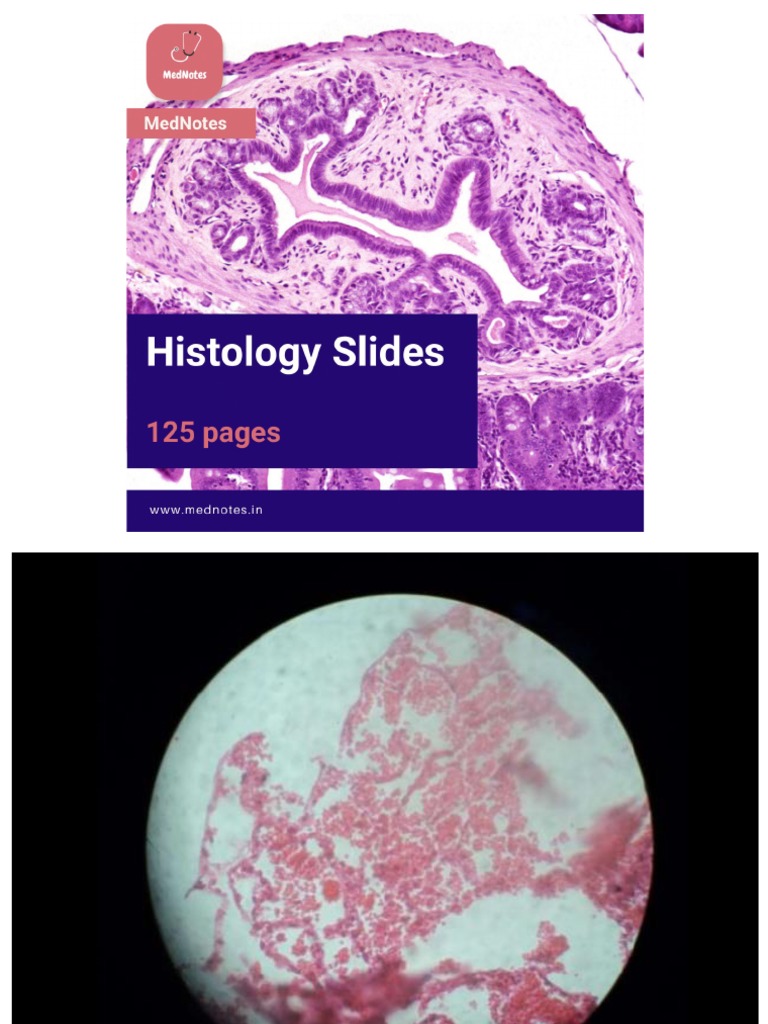 1st Year MBBS Histology Slides and Identification Points - MedNotes-1 | PDF