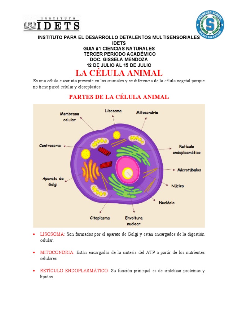 Guia #1 Ciencias Naturales La Célula Animal y Vegetaal | Descargar ...