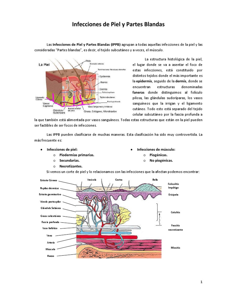 Infecciones de Piel y Partes Blandas | PDF | Piel | Inmunología