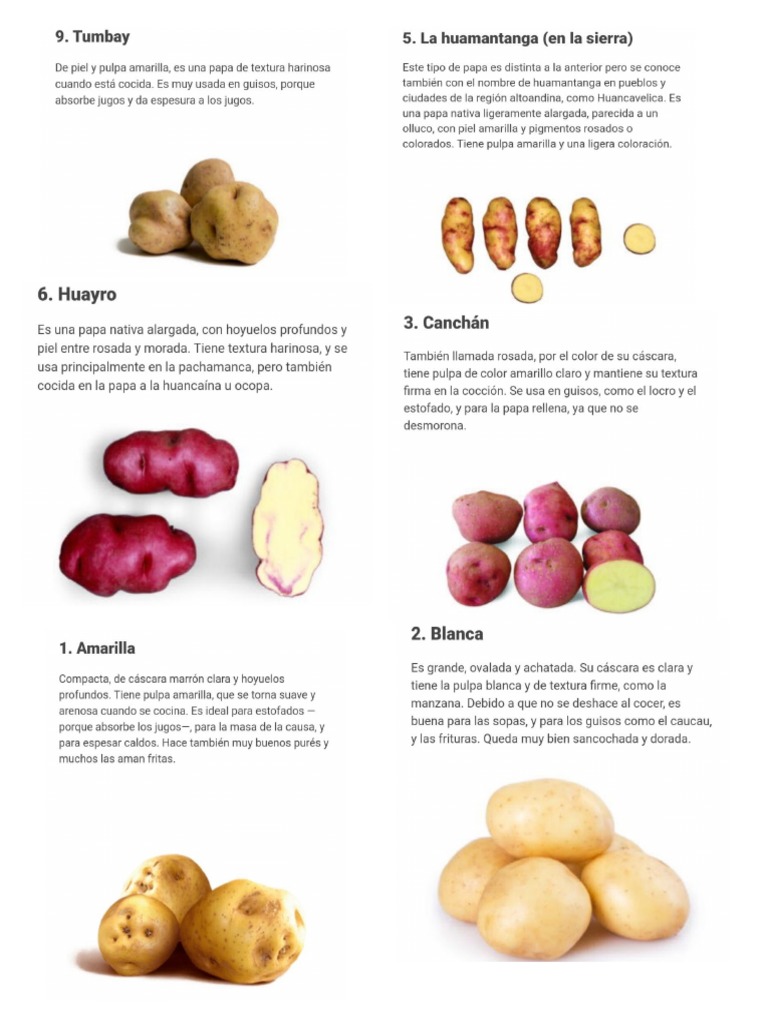 Clases de Papa | PDF