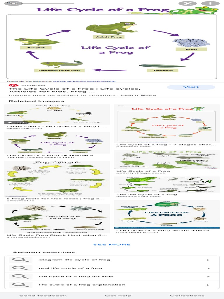 Flow Chart of Frog | PDF | Philosophy
