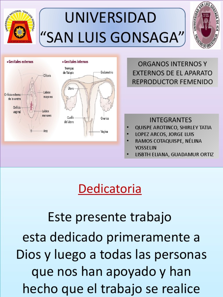 Organos Internos Del Aparato Reproductor Femenino | PDF | Sistema ...