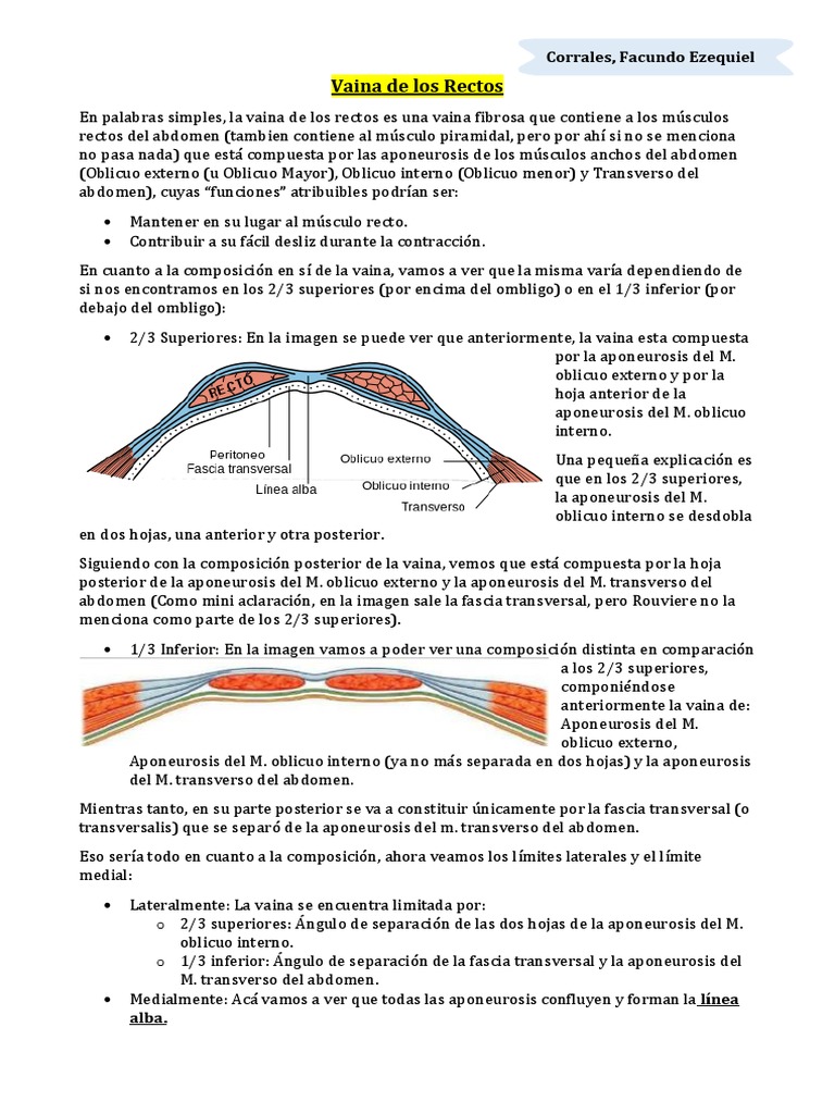 Anatomía de la Vaina de los Rectos | PDF | Abdomen | Anatomía