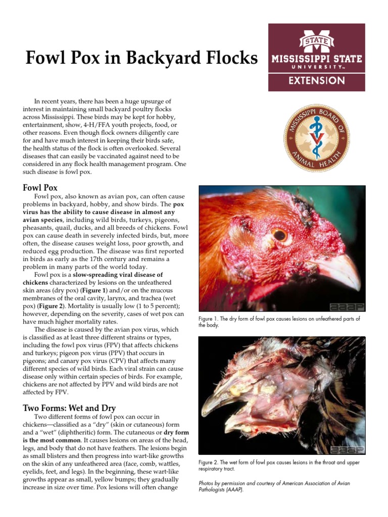 Fowl Pox in Backyard Flocks | PDF | Infection | Clinical Medicine