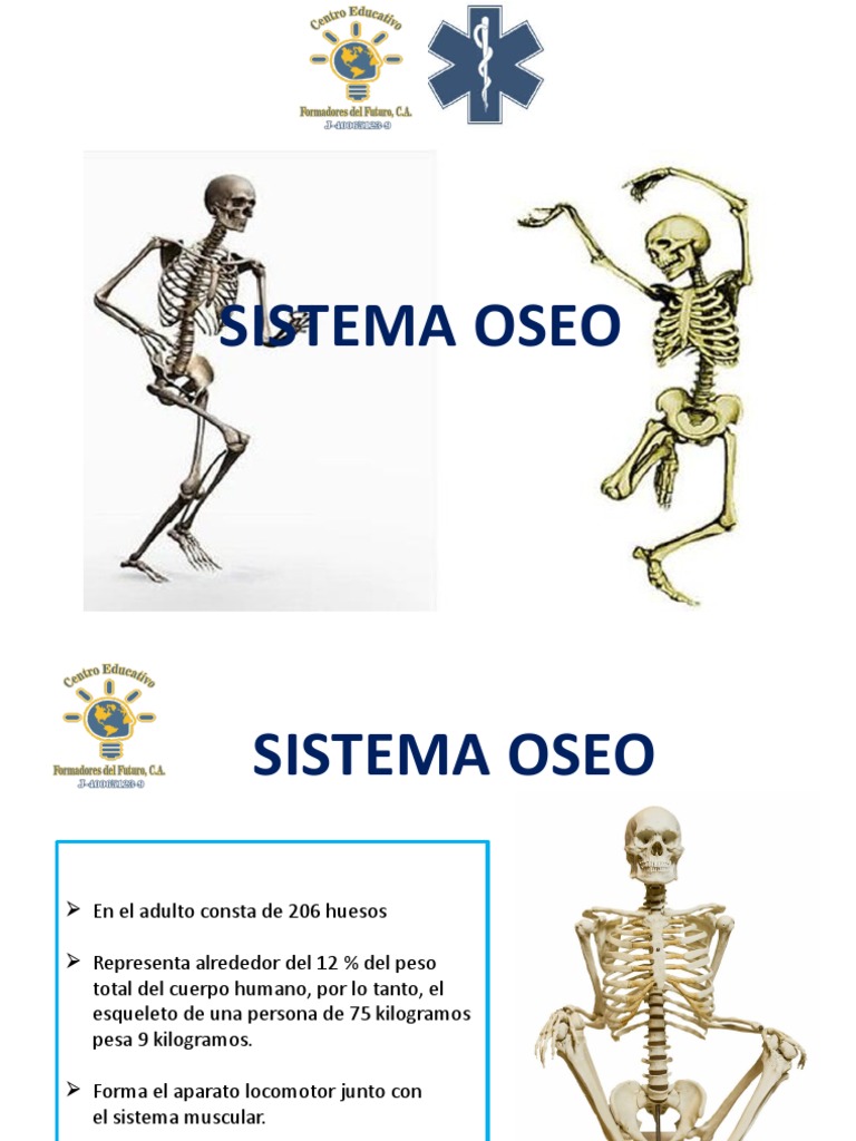 Sistema Oseo y Muscular Actual | PDF | Hueso | Articulación