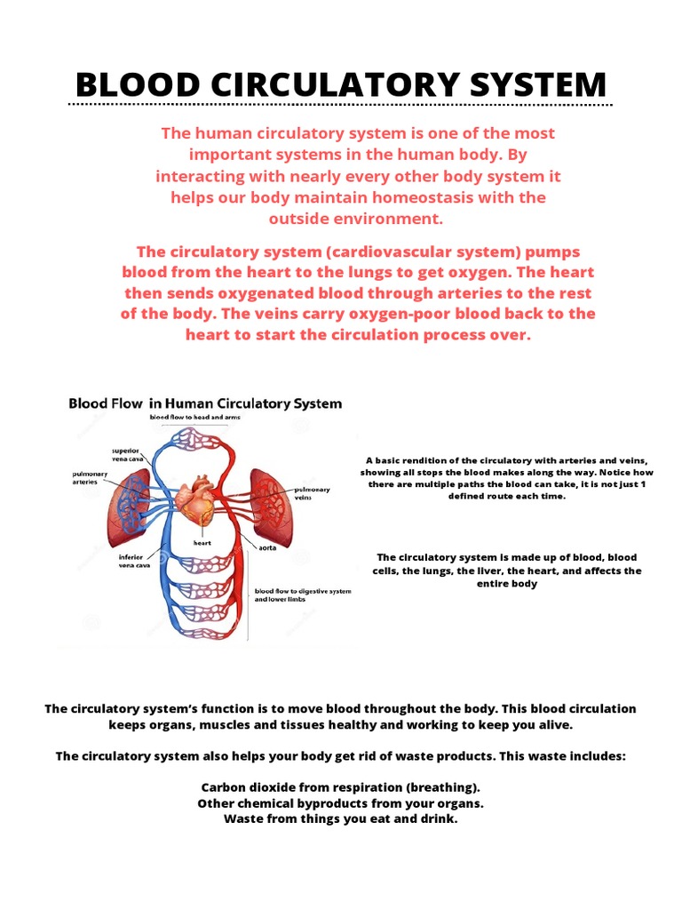 Blood Circulatory System | PDF | Blood | Circulatory System
