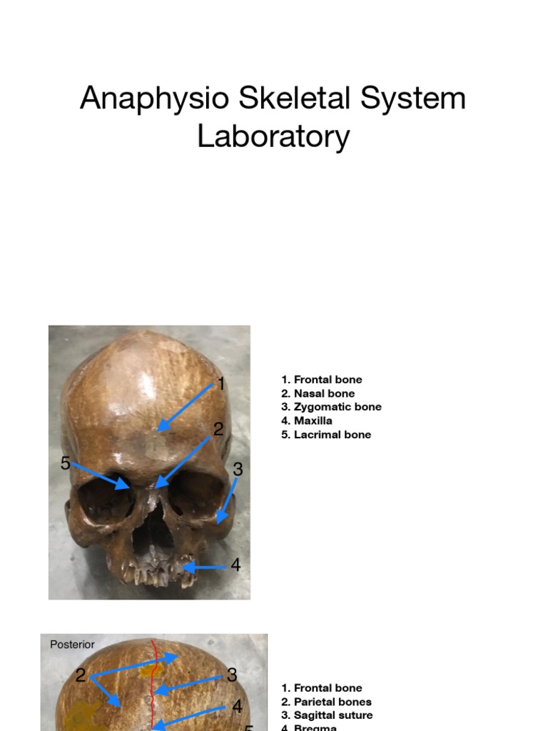 Anaphysio Skeletal System With Label Laboratory | PDF | Vertebra | Limbs (Anatomy)