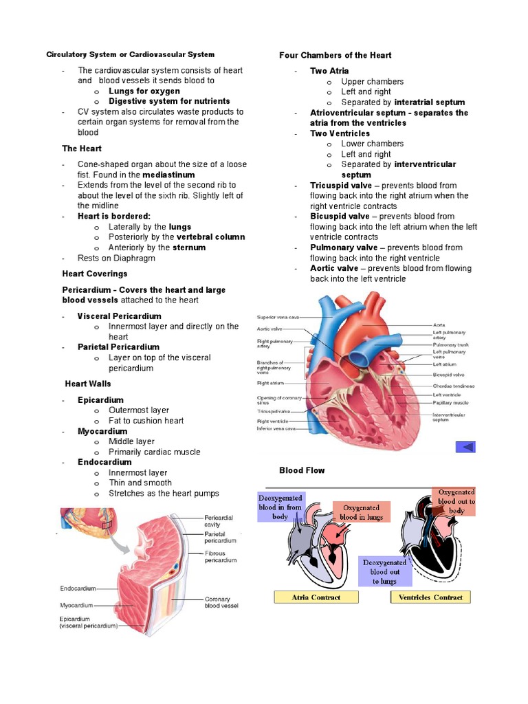 Biology NMAT Notes AnatomyCirculatory and Respiratory | PDF | Heart ...