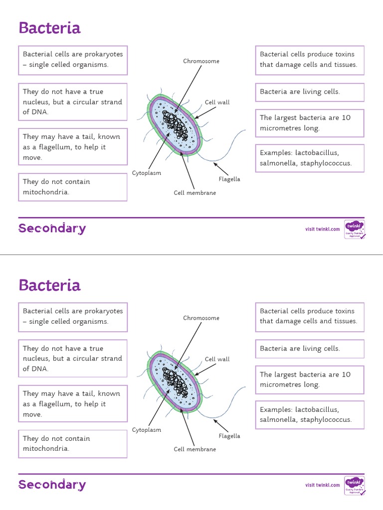 Bacteria Placemat | PDF | Science & Mathematics