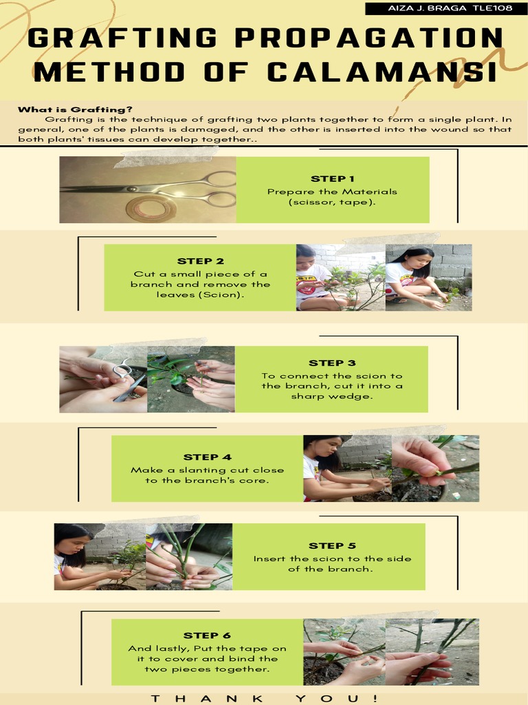 GRAFTING PROPAGATION METHOD OF CALAMANSI | PDF