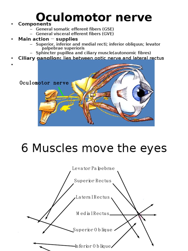 Oculomotor Nerve: Components Main Action Supplies | PDF | Vision ...