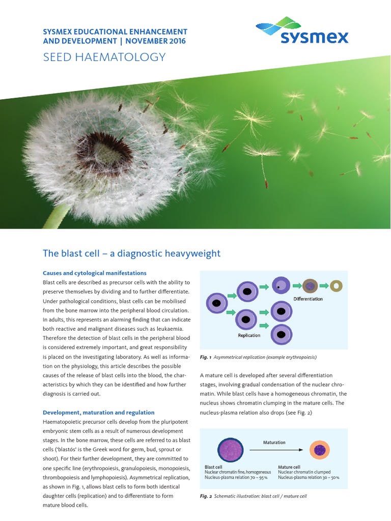 Sysmex SEED Blast Cells-A Diagnostic Heavyweight | PDF | Haematopoiesis ...