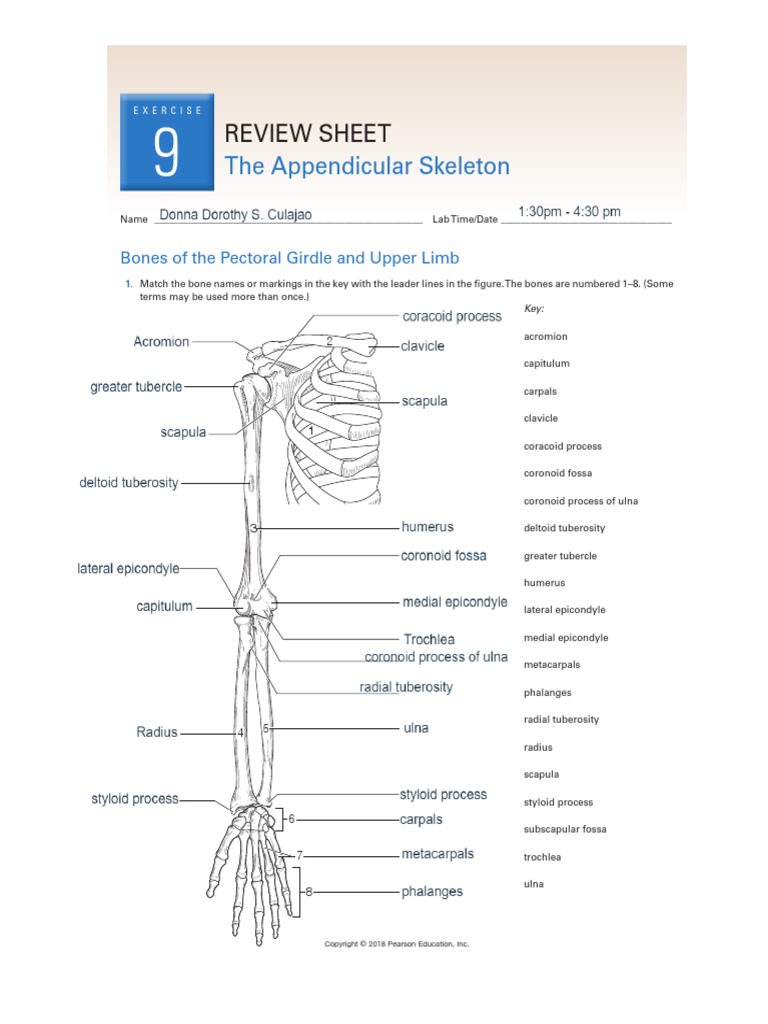 9 The Appendicular Skeleton | PDF