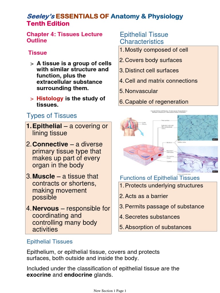 Chapter4 Anaphy+tissues | PDF | Epithelium | Connective Tissue