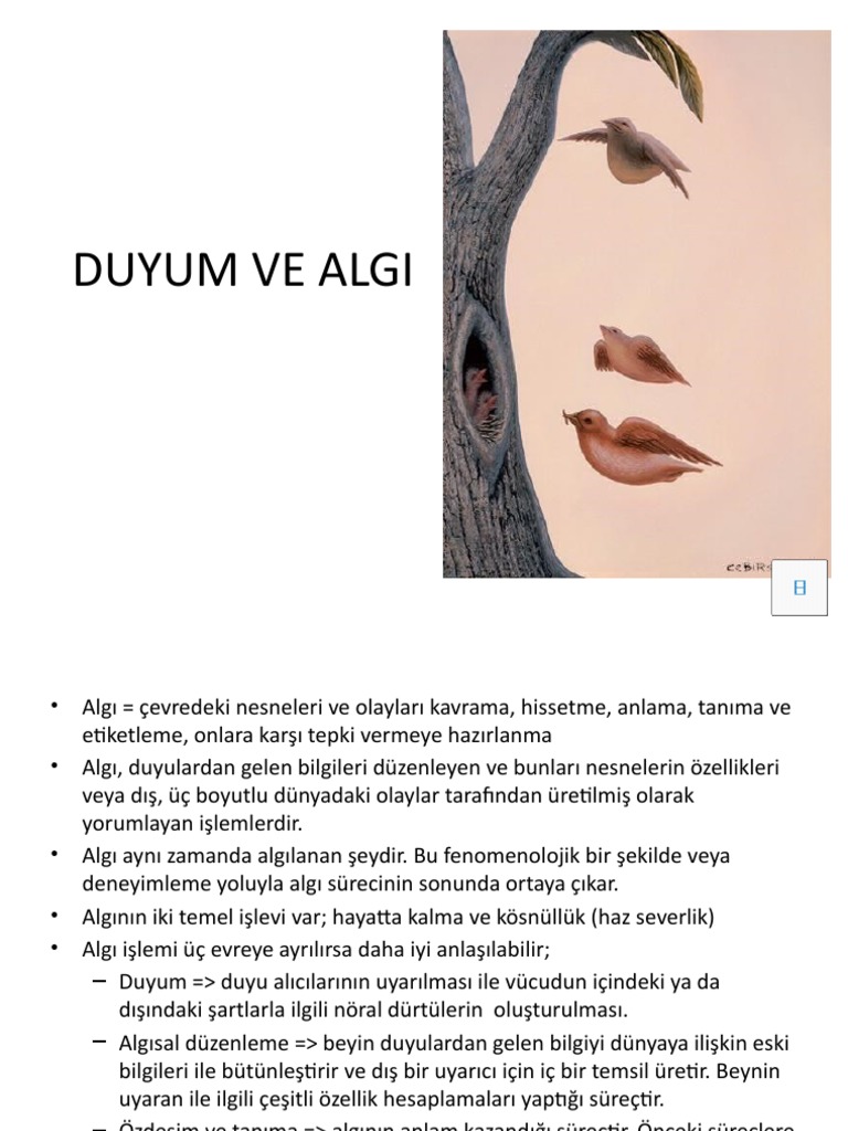 Duyum Ve Algi 1 | PDF