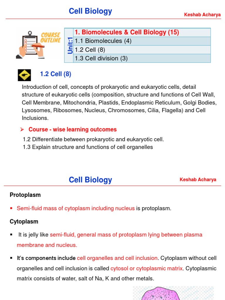 KA Cell Biology XI Part 3 | PDF