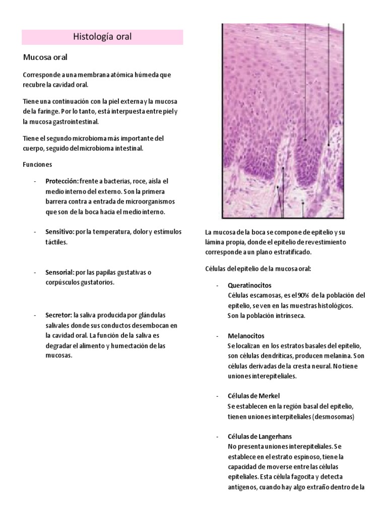 Histología oral (1) | PDF | Articulación | Epitelio