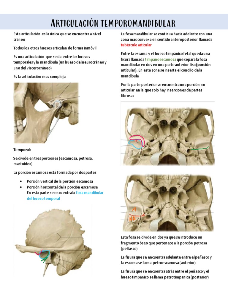 Articulacion Temporomandibular | PDF | Articulación | Sistema musculoesquelético