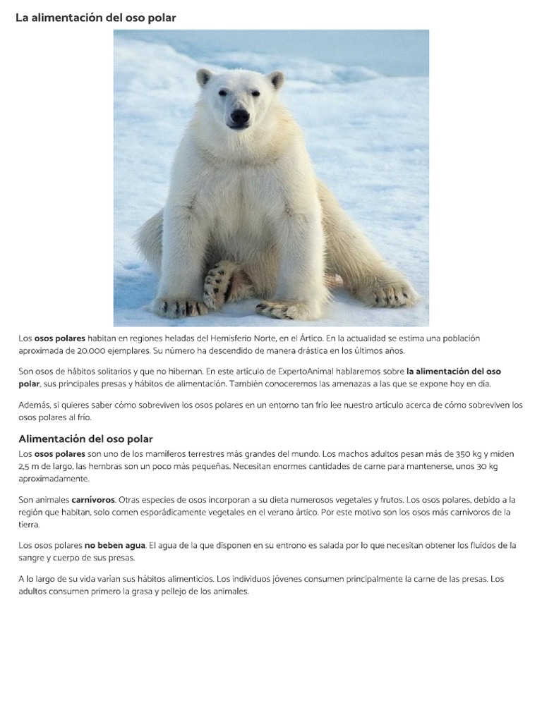La Alimentación Del Oso Polar | PDF