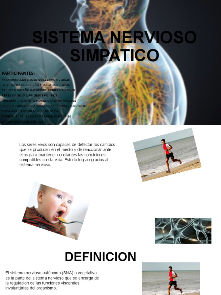 Sistema Nervioso Simpatico | PDF