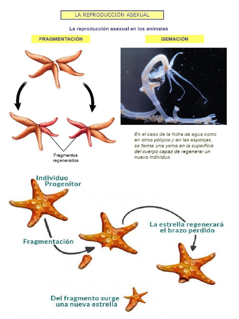 Qué Es La Reproducción Asexual | PDF | Reproducción sexual | Reproducción