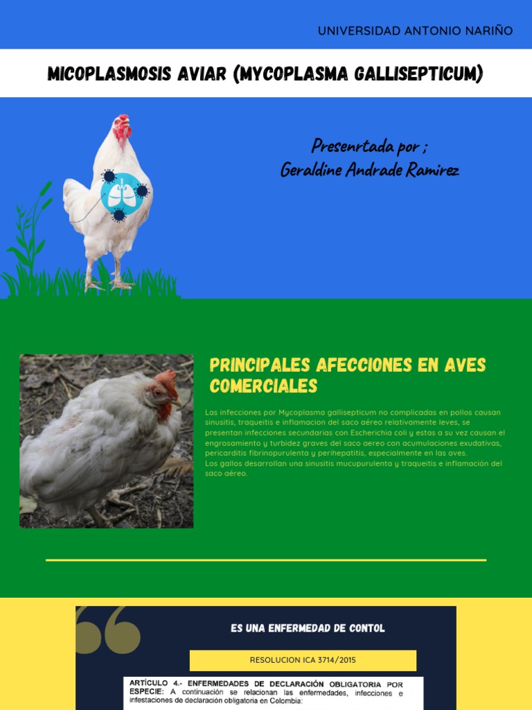 Micoplasmosis Aviar: Diagnóstico y Control | PDF | Infección | Micoplasma