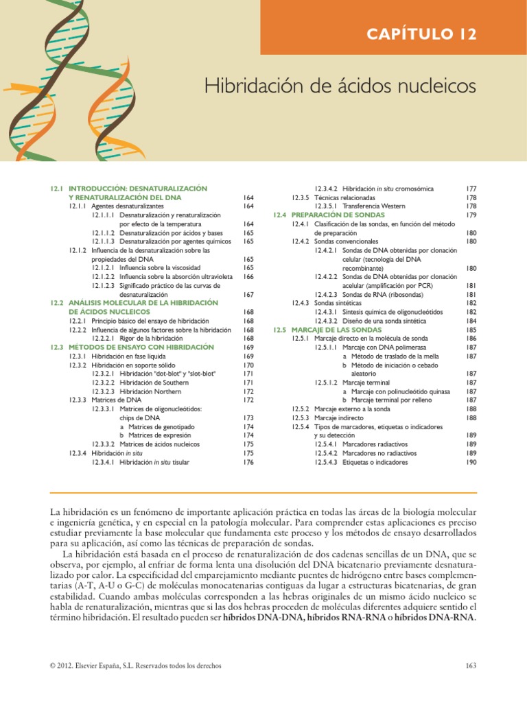 HIBRIDACION | PDF | Hibridación de ácido nucleico | Adn