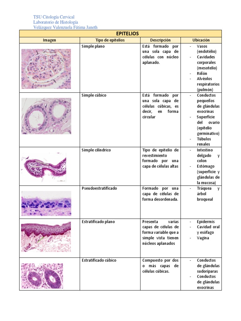 Tipos de epitelios y sus características y ubicaciones | PDF | Epitelio | Anatomía