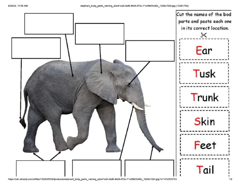 Elephant Body Parts | PDF