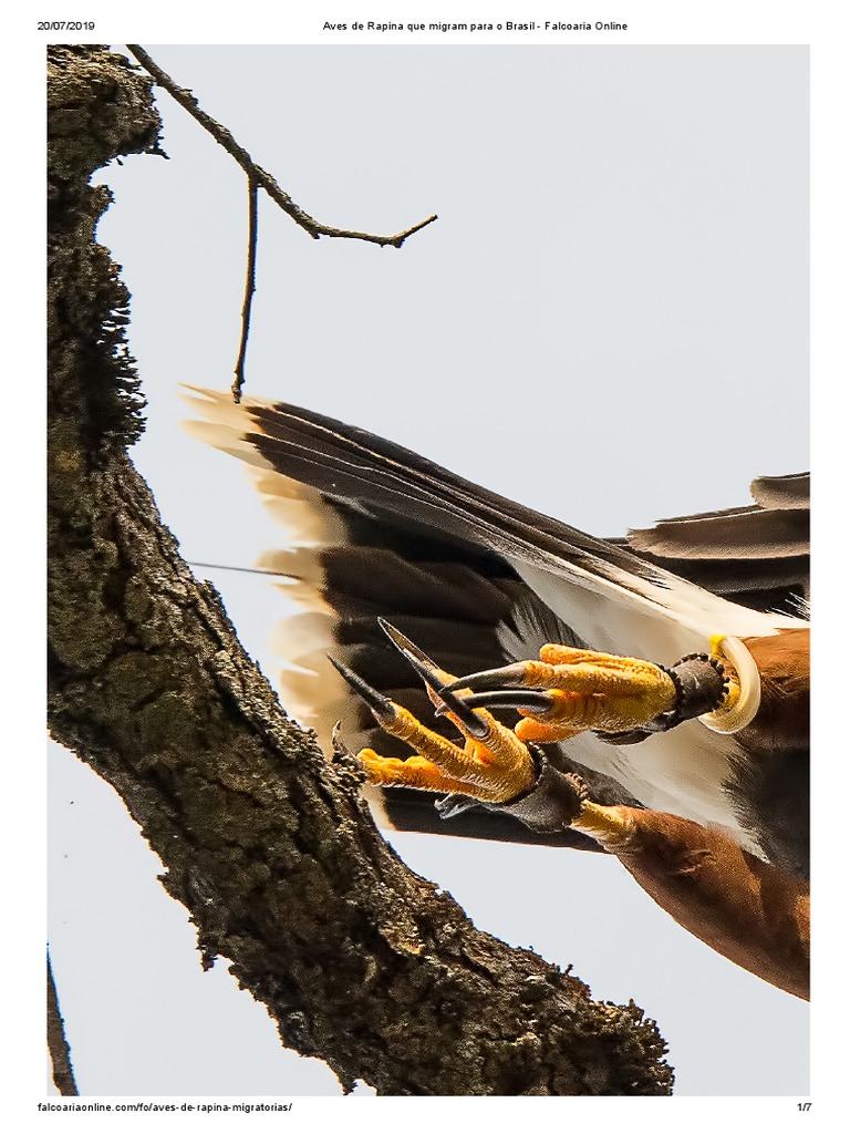 Aves de Rapina Que Migram para o Brasil | PDF | Migração de pássaros | Aves