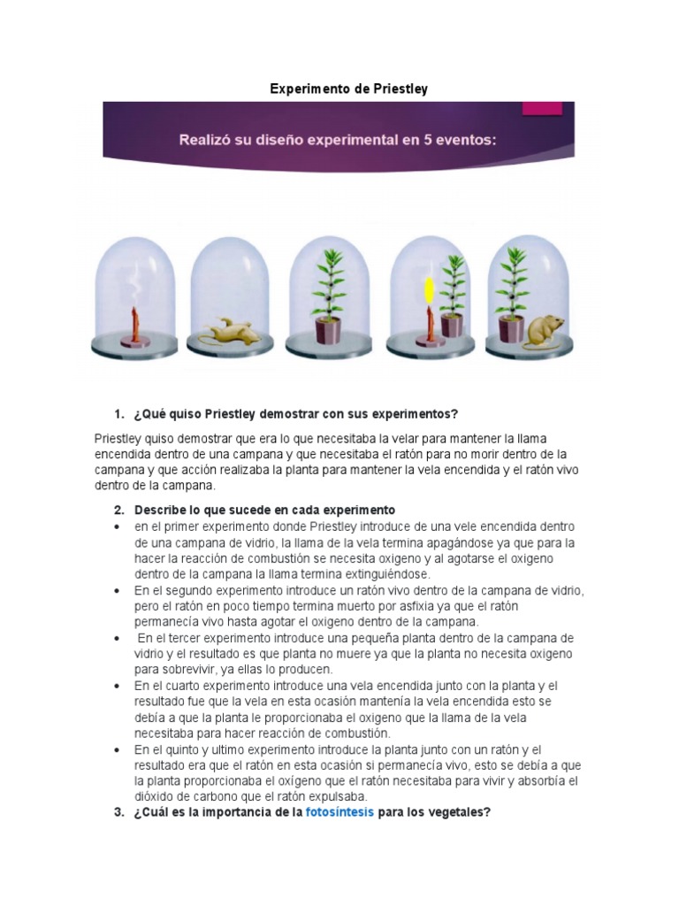 Experimento de Priestley | PDF | Fotosíntesis | Oxígeno