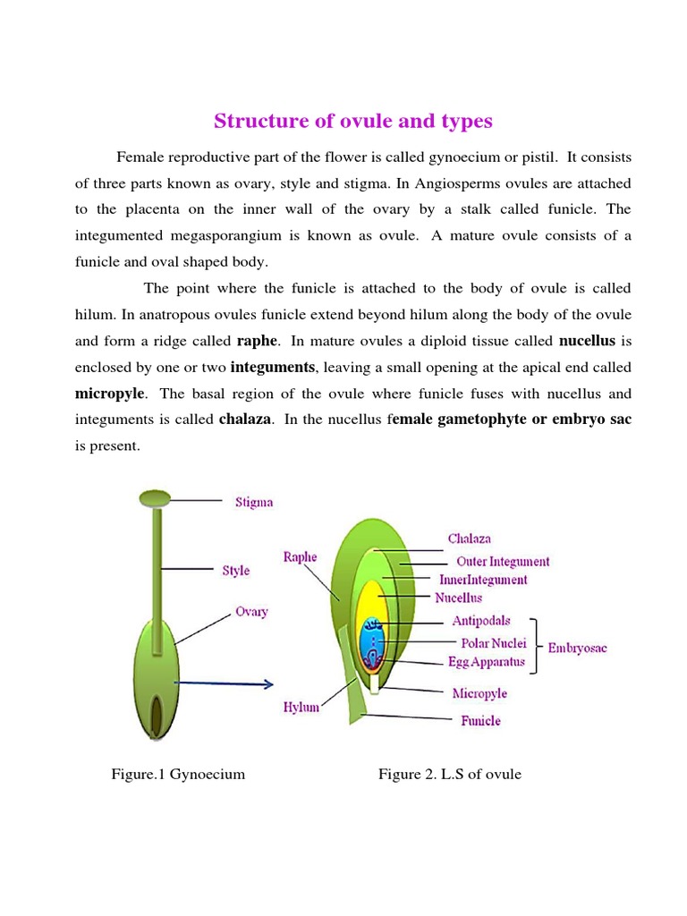 Structure of Ovule and Types | PDF | Plant Morphology | Horticultural ...