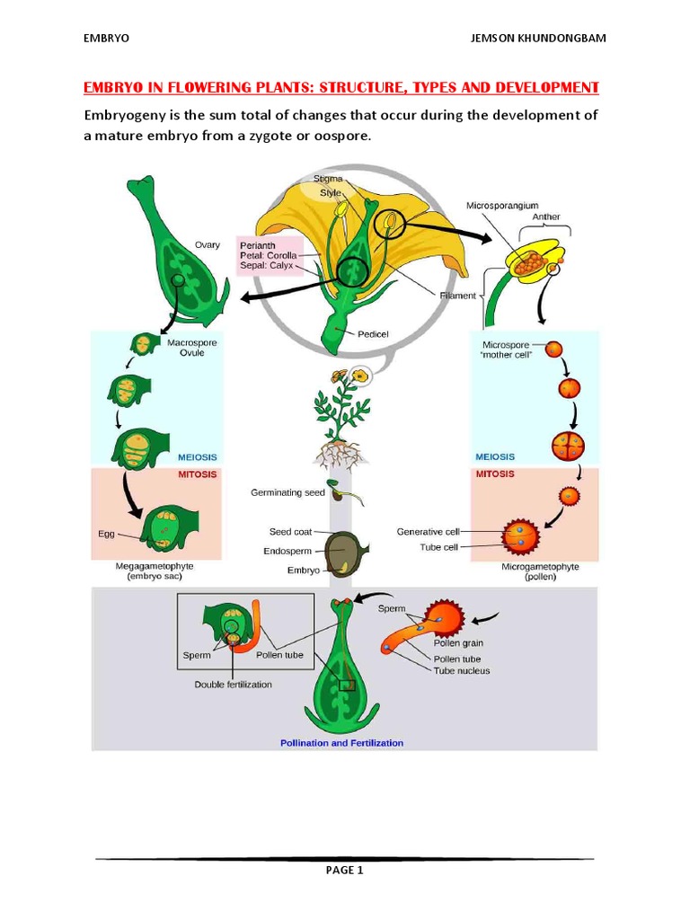 Embryo in Flowering Plants | PDF | Embryo | Organisms