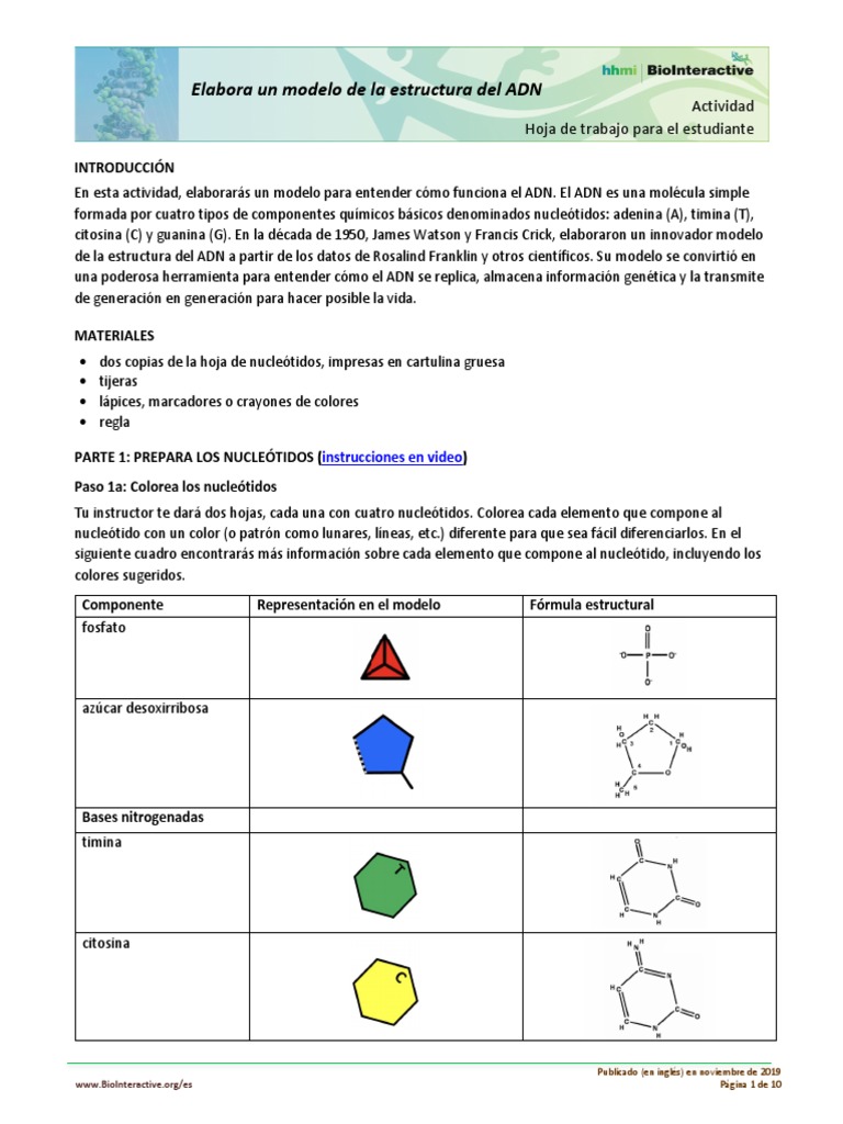 Hoja De Trabajo Del Modelo De Adn Elabora Un Modelo De La Estructura