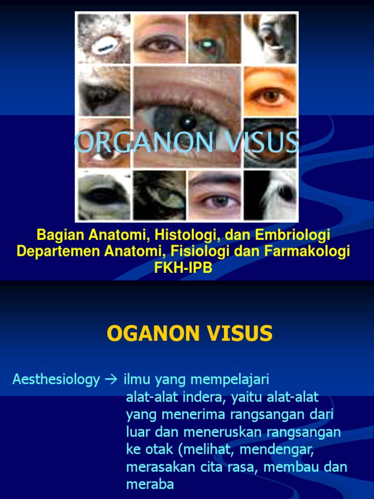 Organ Visus | PDF