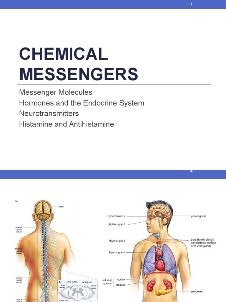 08 Chemical Messengers Pdf Hormone Endocrine System
