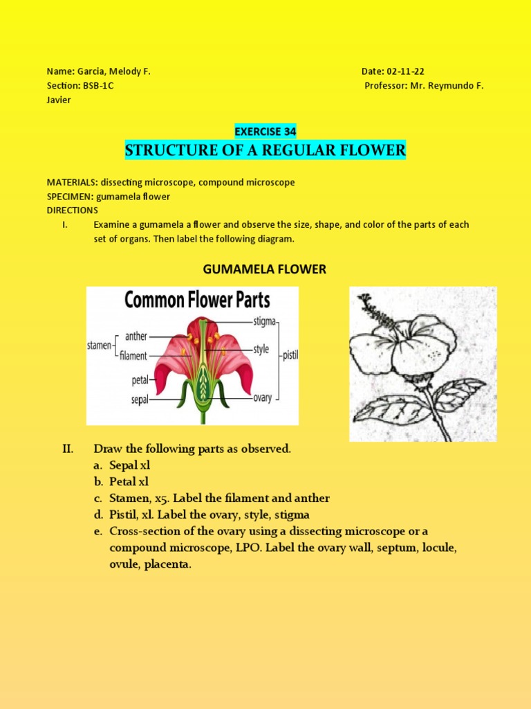 Gumamela Flower Structure and Classification | PDF | Flowers | Plants
