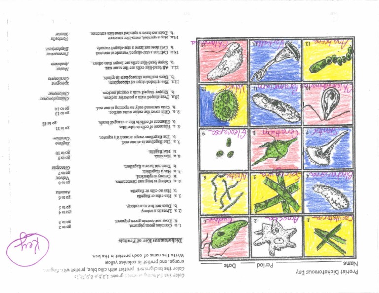 Protist Dichotomous Key Answers PDF | PDF
