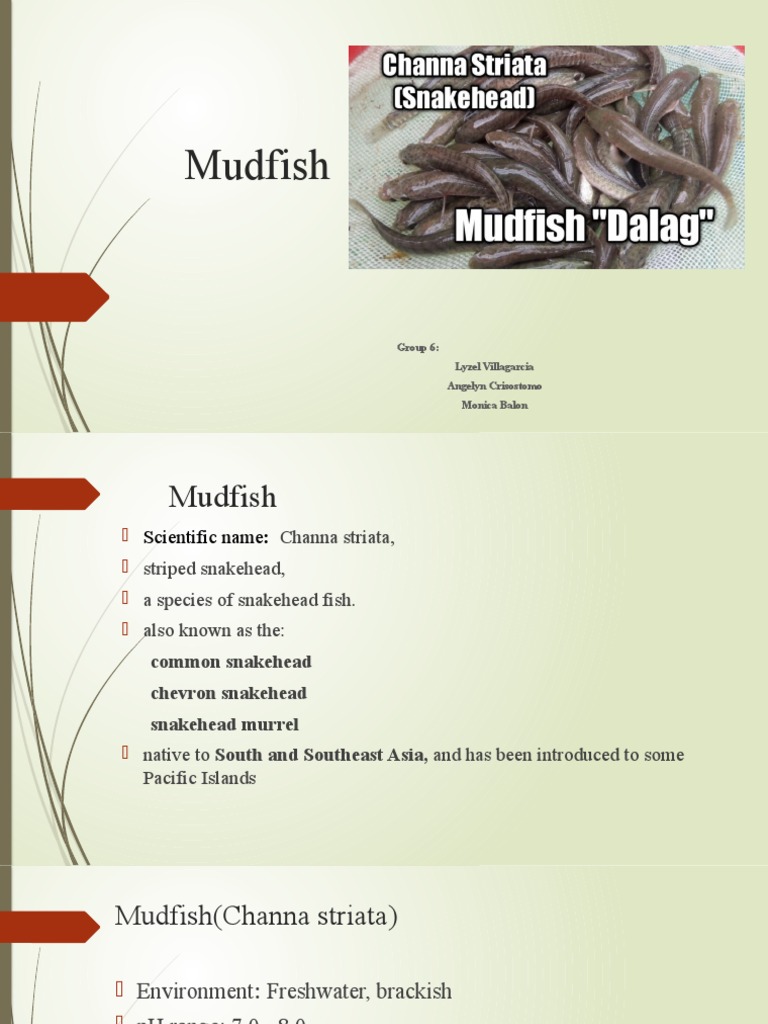 Mudfish | Download Free PDF | Spawn (Biology) | Aquatic Animals Mudfish | Download Free PDF | Spawn (Biology) | Aquatic Animals
