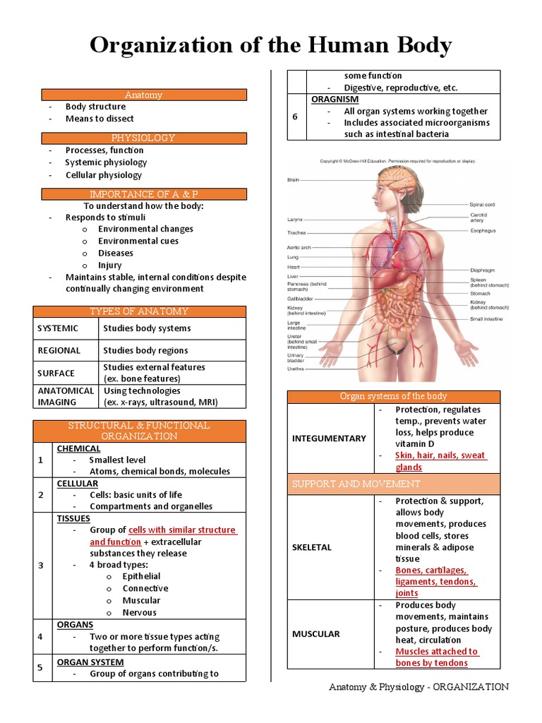 Organization of The Human Body | PDF | Anatomical Terms Of Location ...