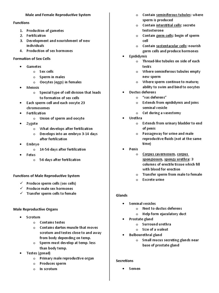 Male and Female Reproductive System | PDF