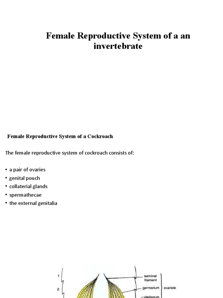 Female Reproductive System of A Cockroach | PDF
