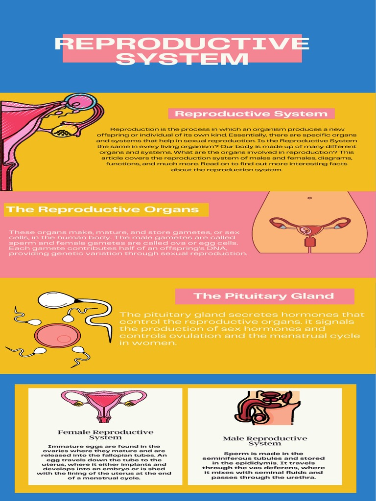 Infographic | PDF | Reproductive System | Human Body