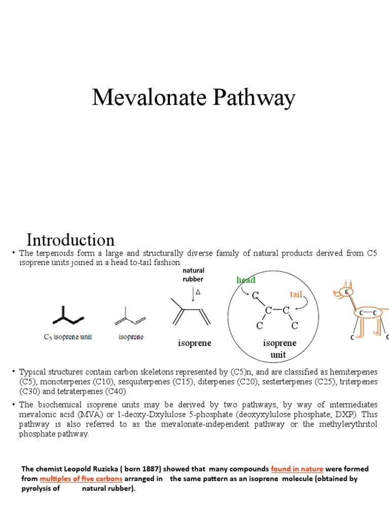 01.2 Mevalonate Pathway | PDF | Organic Chemistry | Chemistry