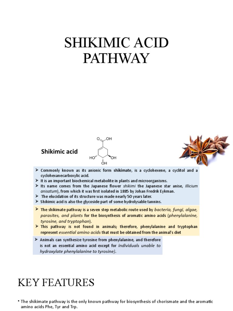 01.1 Shikimic Acid Pathway | PDF