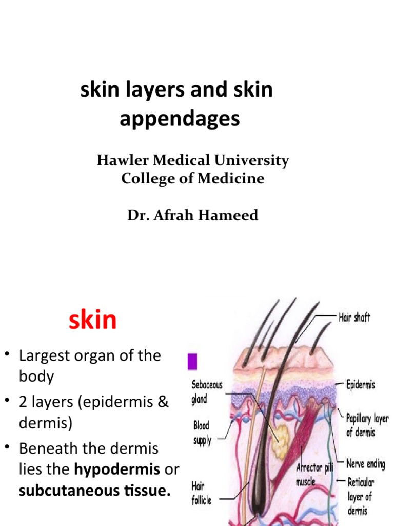 LG2 Histology of The Skin | PDF | Epidermis | Skin