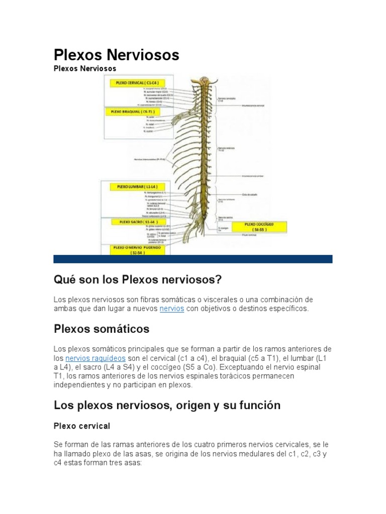 Plexos Nerviosos | PDF | Sistema nervioso | Neuroanatomía