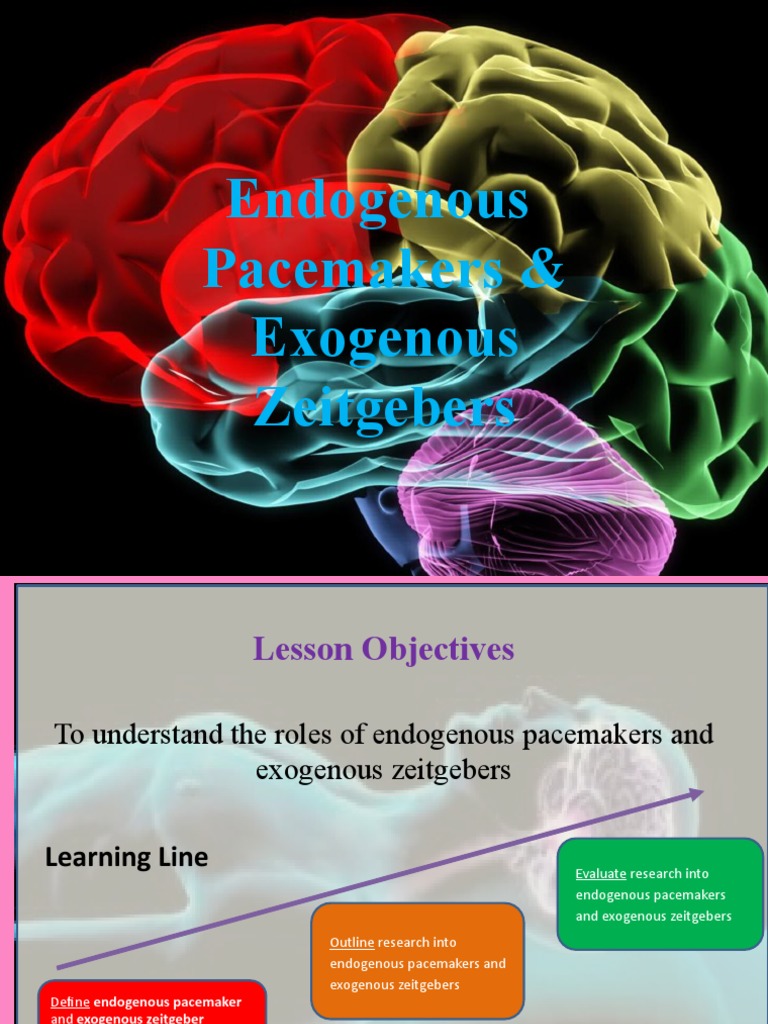 Pacemakers and Zeitgebers Student | PDF | Circadian Rhythm | Psychology