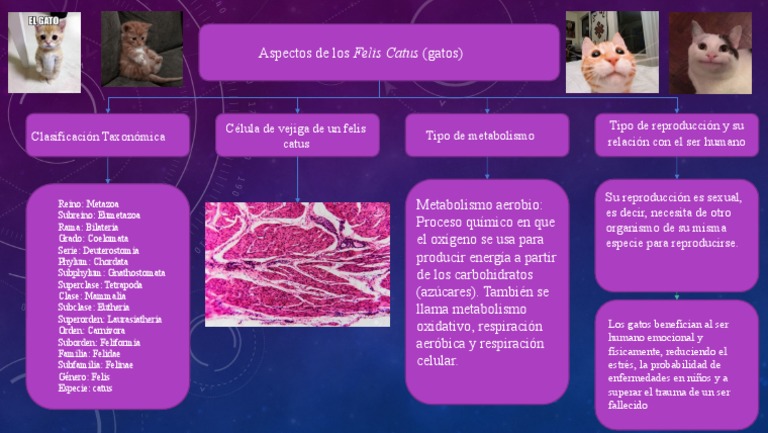Felis Catus | PDF