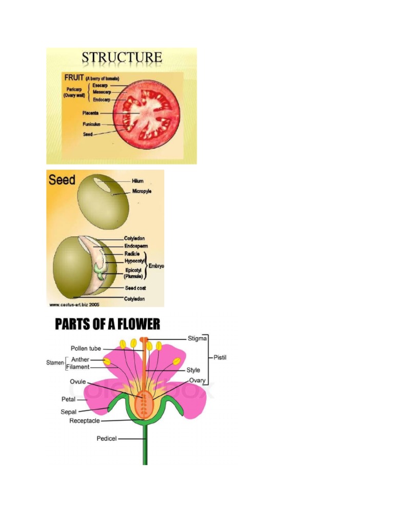 Parts Of A Flower Description Printable